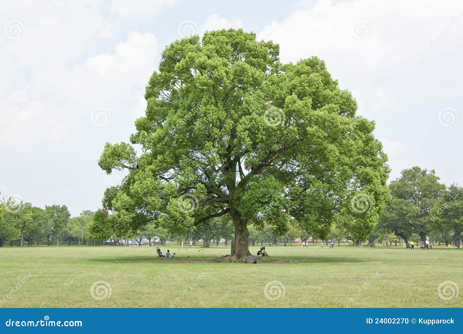 A big tree in the park stock photo. Image of green, calm - 24002270