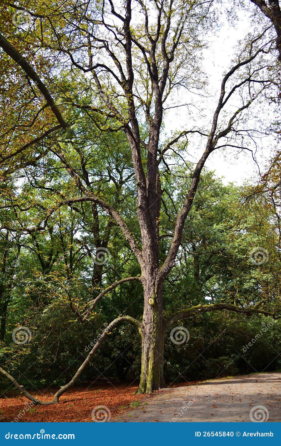 Big tree in park stock photo. Image of fresh, stem, outdoor - 26545840