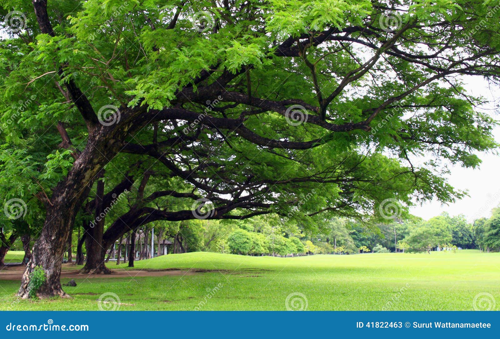 Big tree stock image. Image of fall, park, garden, beauty - 41822463