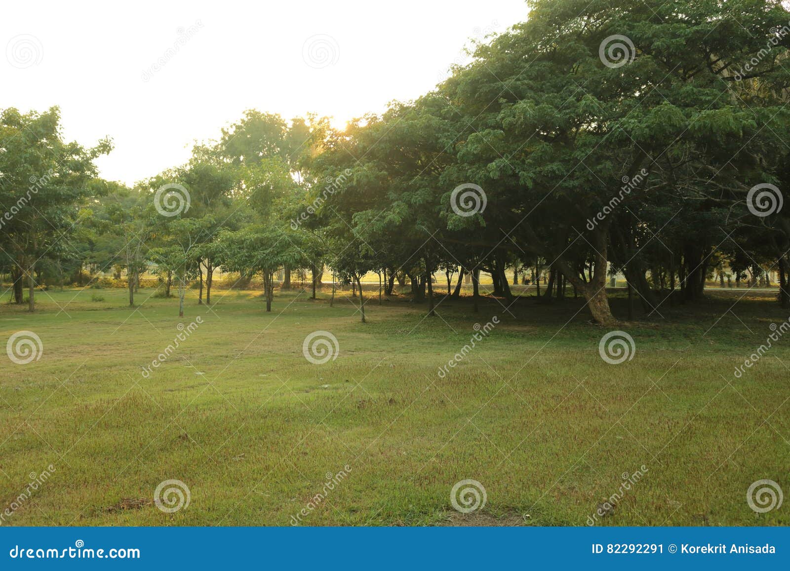 Big tree stock image. Image of tree, plant, green, park - 82292291
