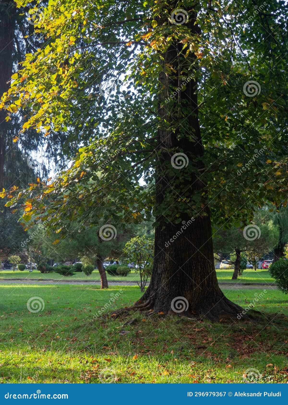 Big Tree in the Park. Park Atmosphere Stock Image - Image of greenery ...