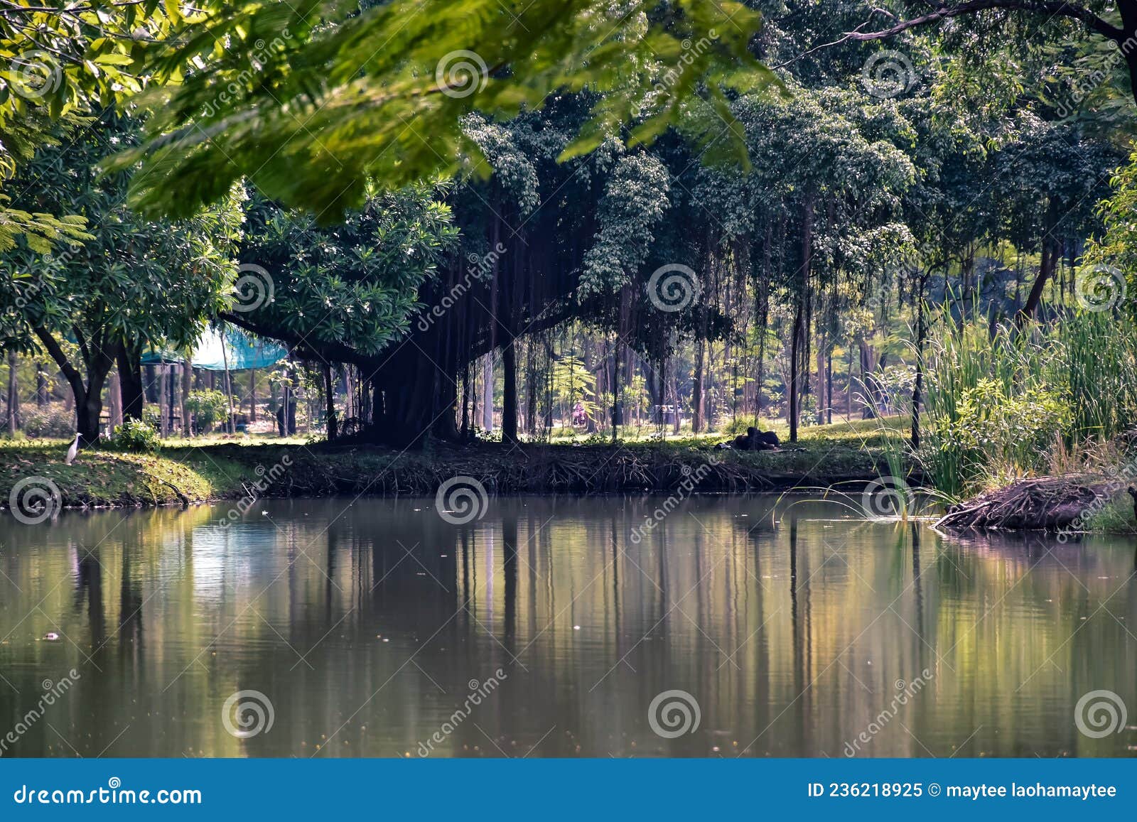 Big tree in the park. stock image. Image of nature, park - 236218925