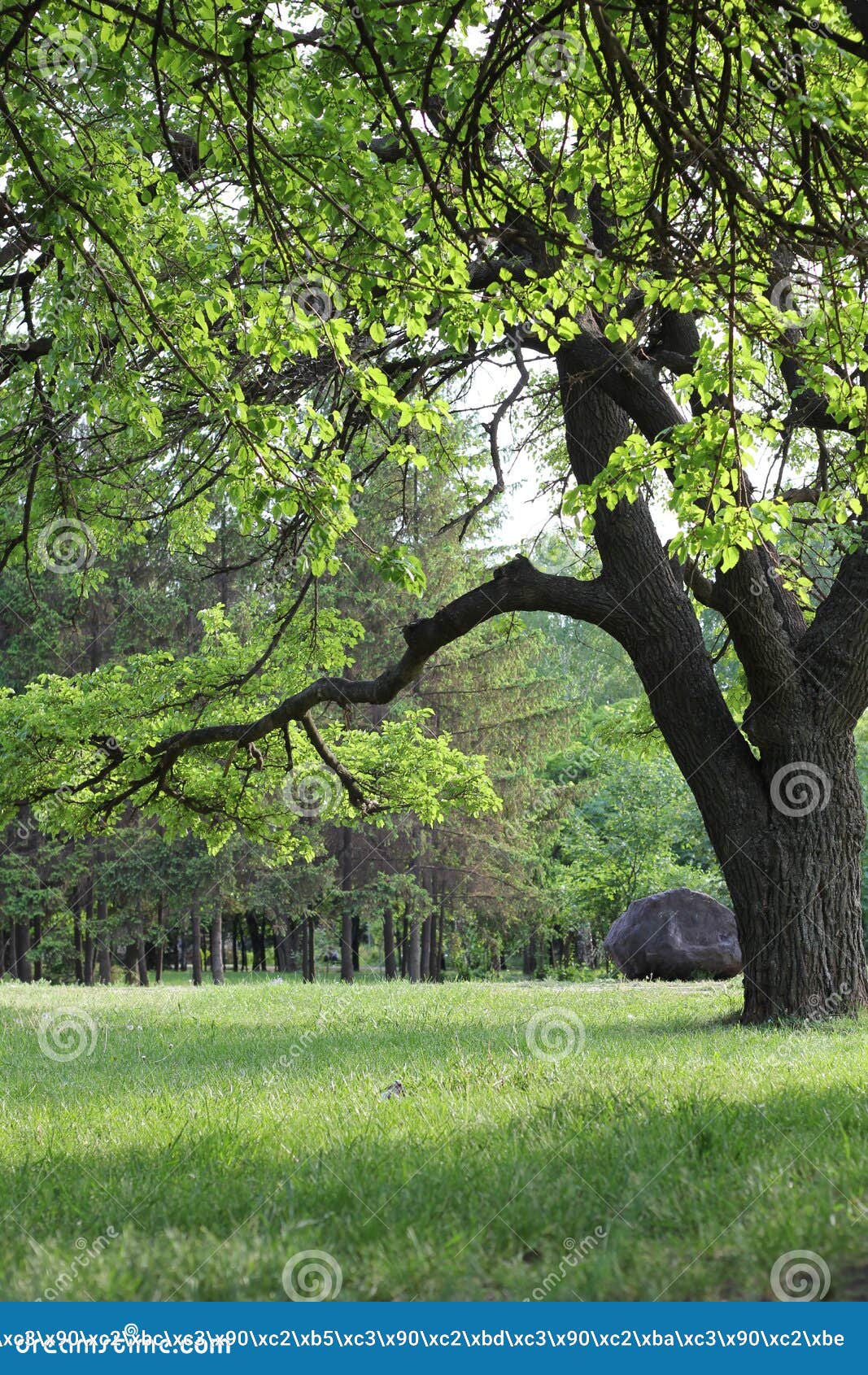 Big tree in the park stock image. Image of blue, isolated - 140684873