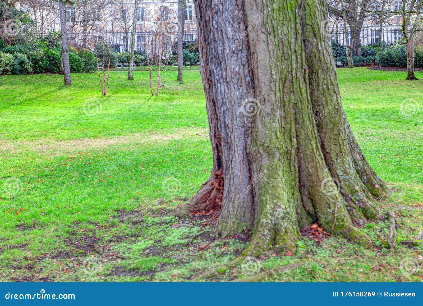 Big tree in the park stock image. Image of leaves, green - 176150269