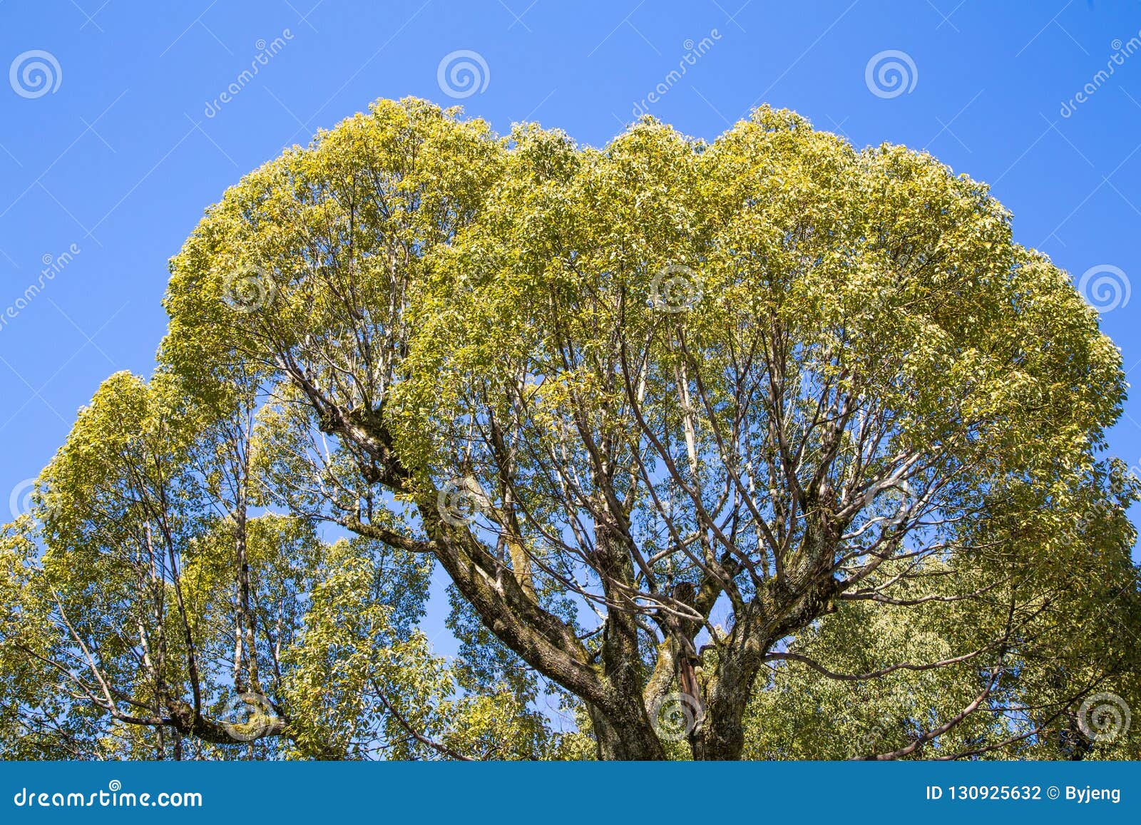 Big tree with blue sky stock photo. Image of environment - 130925632