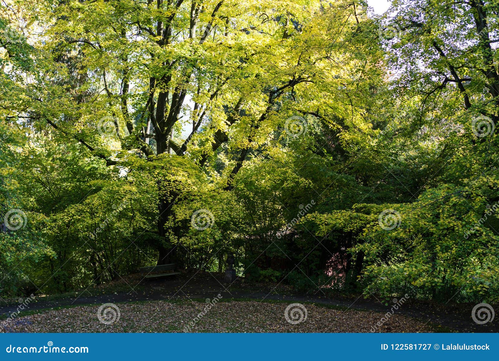 Big Tree in Park Front View with Day Light Stock Image - Image of leaf ...