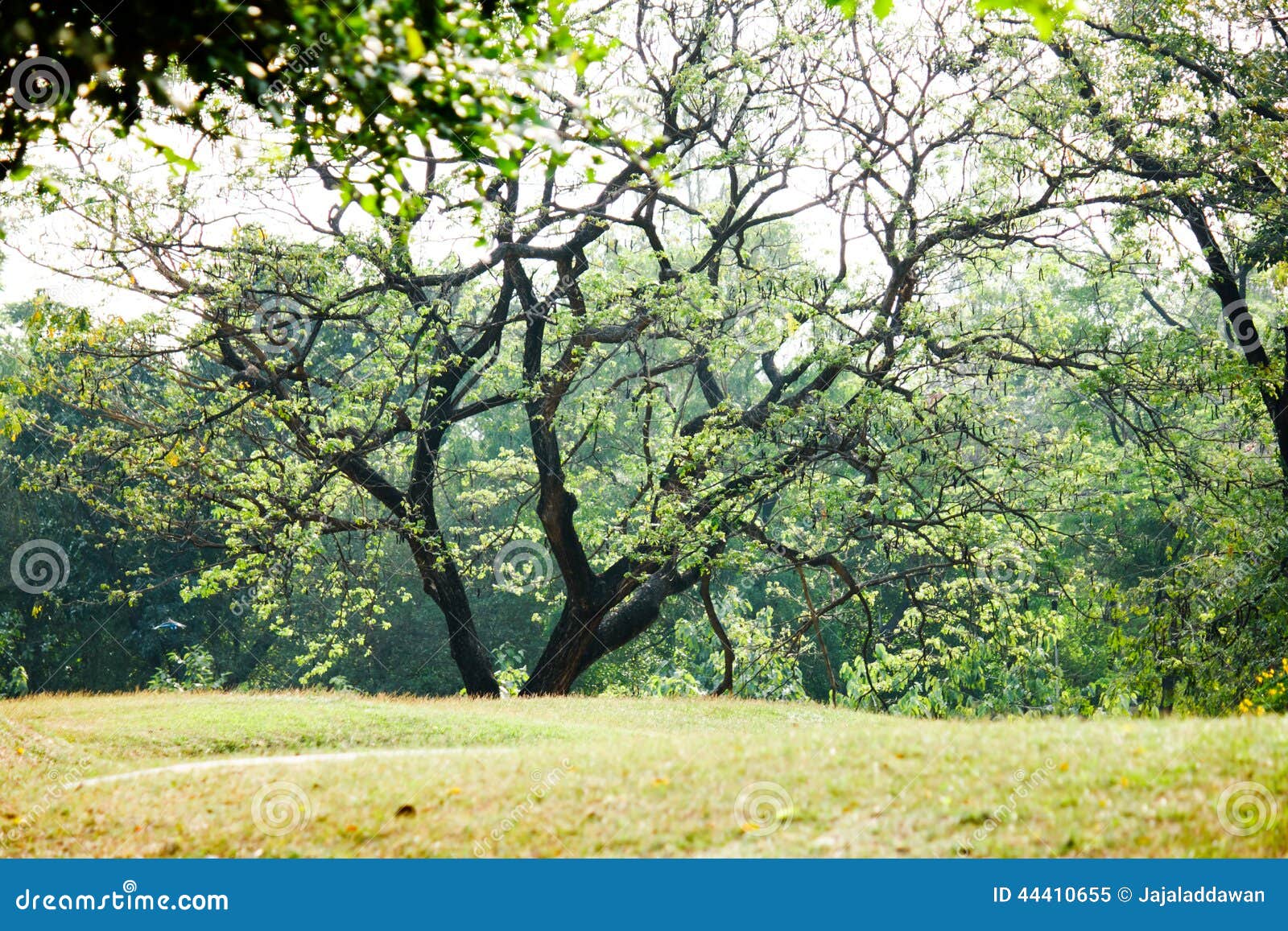 Big tree in a park stock image. Image of scenery, lawn - 44410655