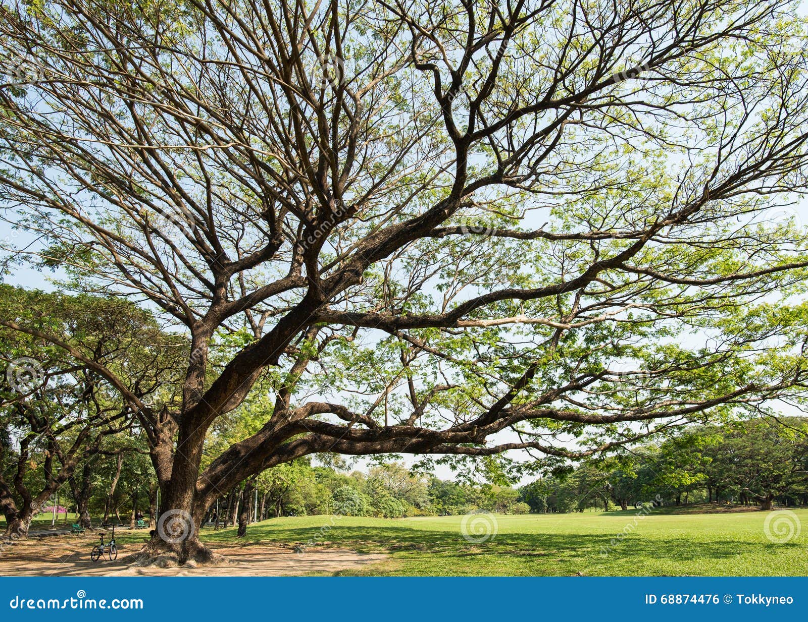 Big tree in the park stock photo. Image of healthy, green - 68874476