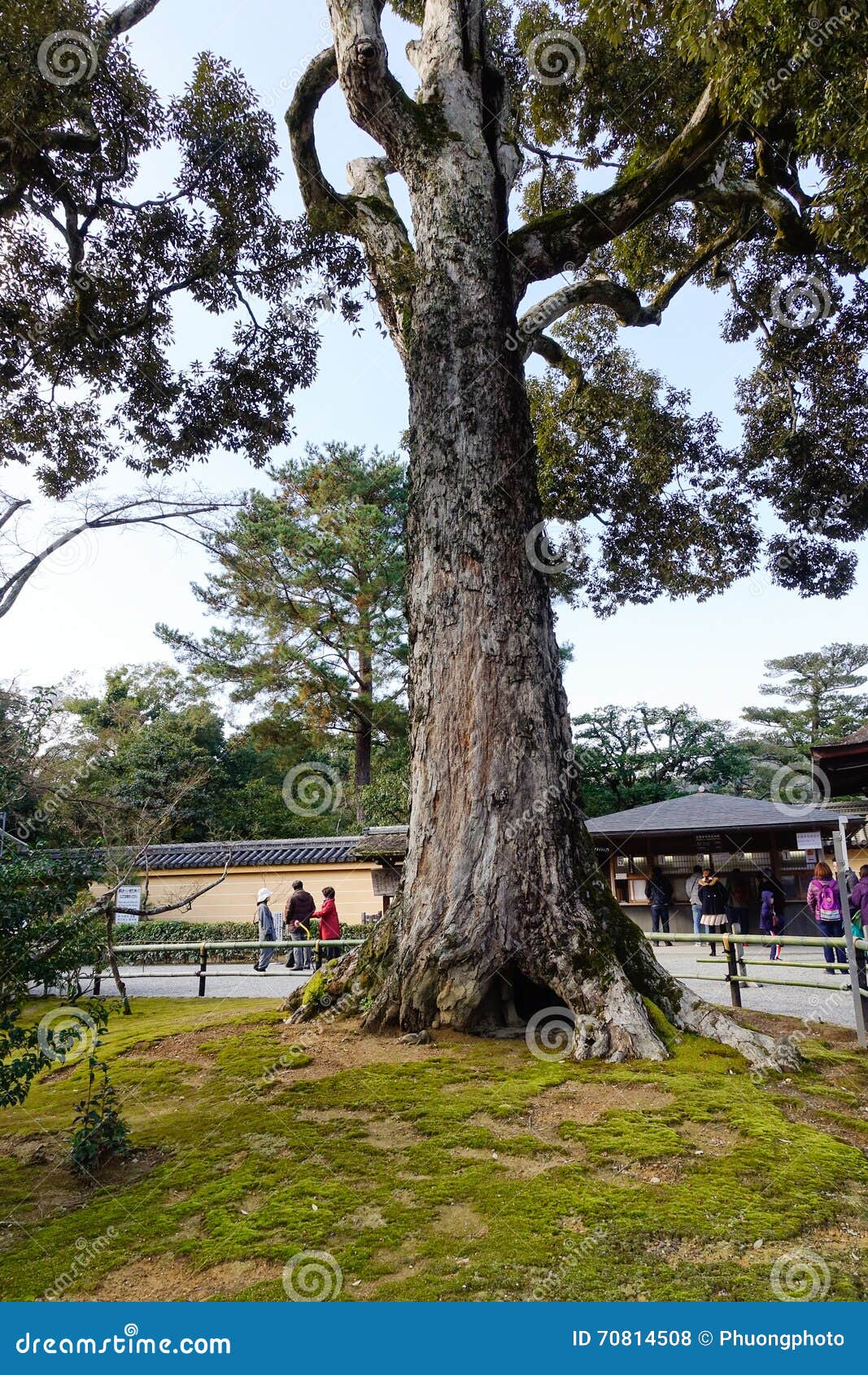 The Big Tree at the Park in Kyoto, Japan Editorial Stock Photo - Image ...