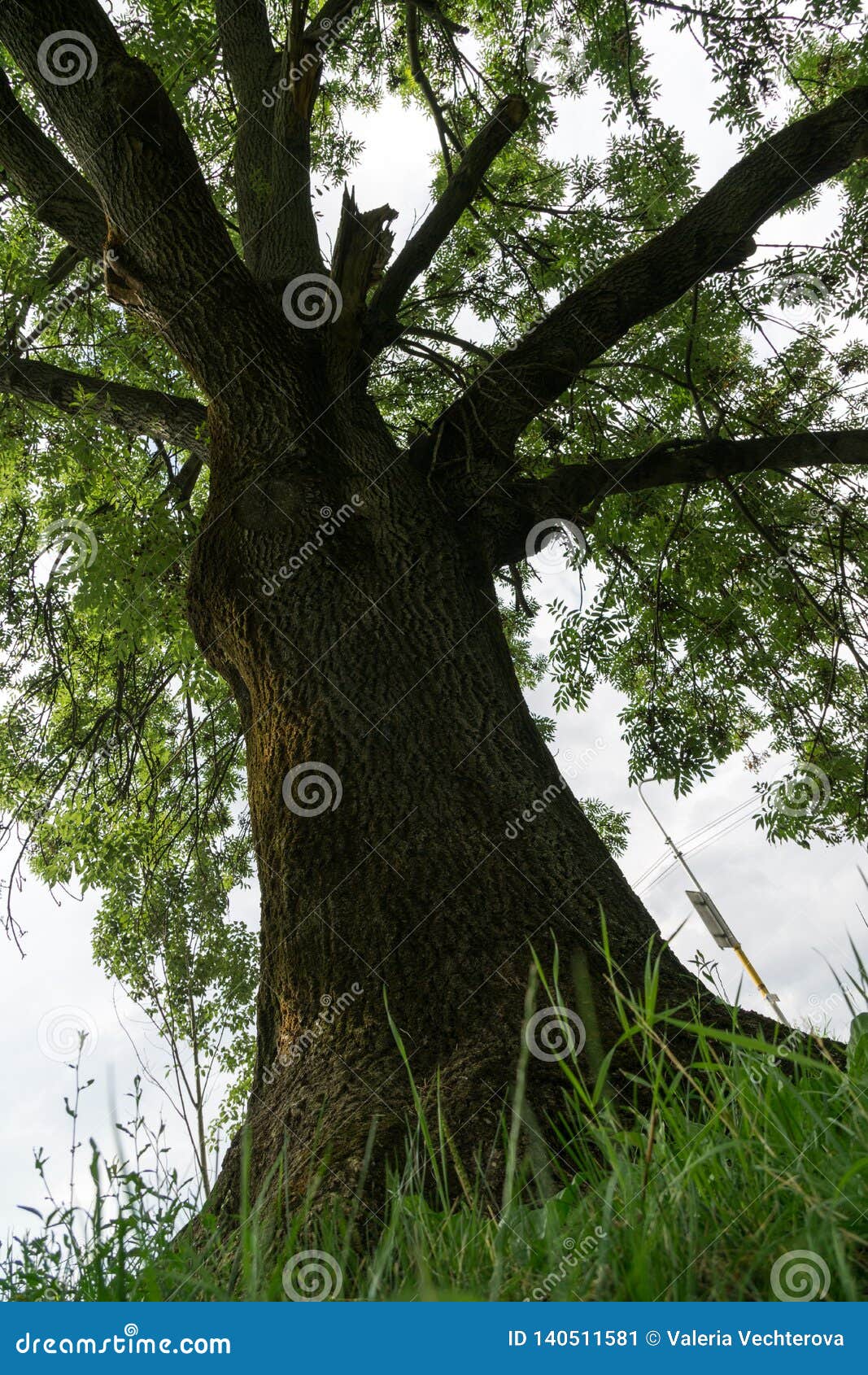 Trees in the Park. Slovakia Stock Image - Image of giant, crown: 140511581