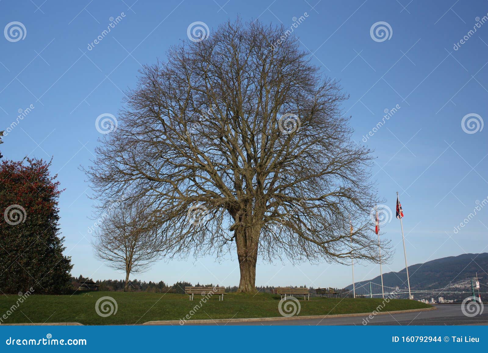 Big Tree in a Park Nature Blue Sky Stock Photo - Image of park, outdoor ...