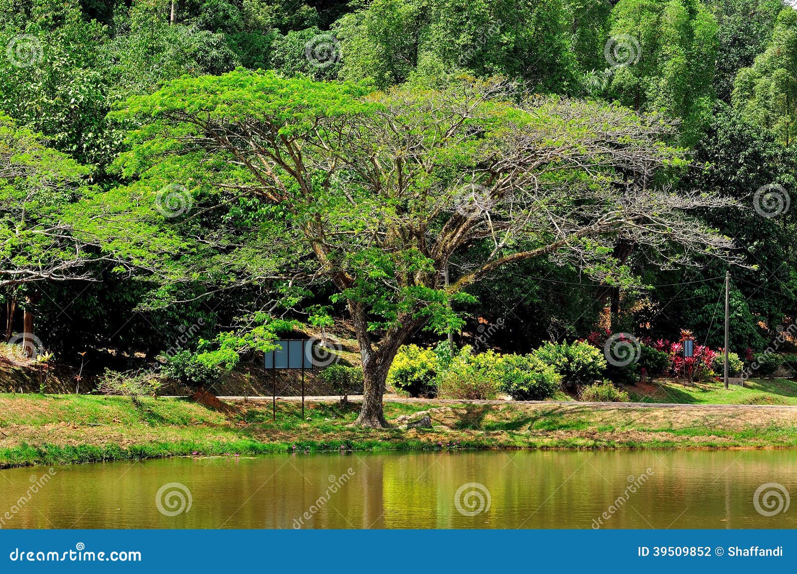 Big tree in the park stock photo. Image of repose, landscape - 39509852