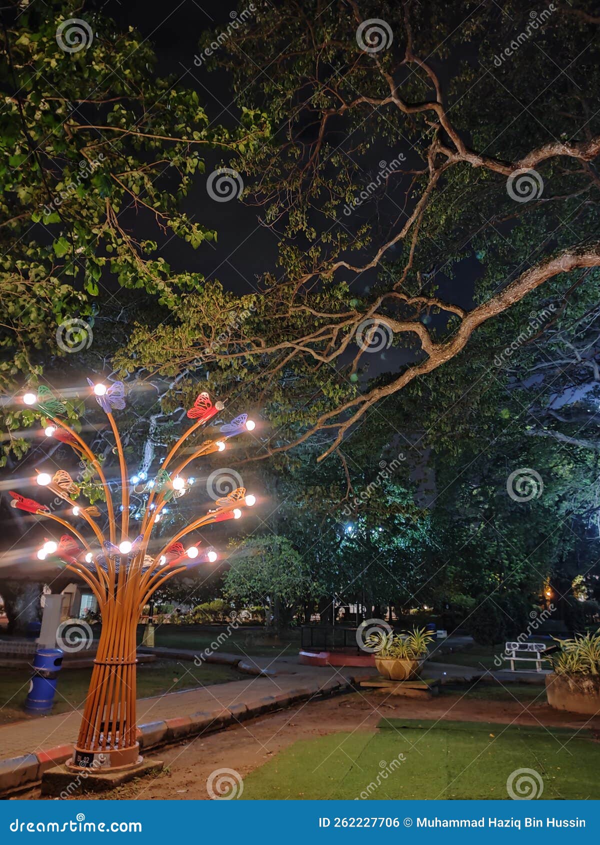 Big Tree in a Park at Night with Street Lights Stock Photo - Image of ...