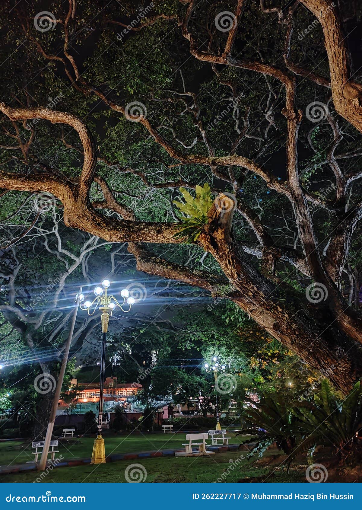 Big Tree in a Park at Night with Street Lights Stock Image - Image of ...