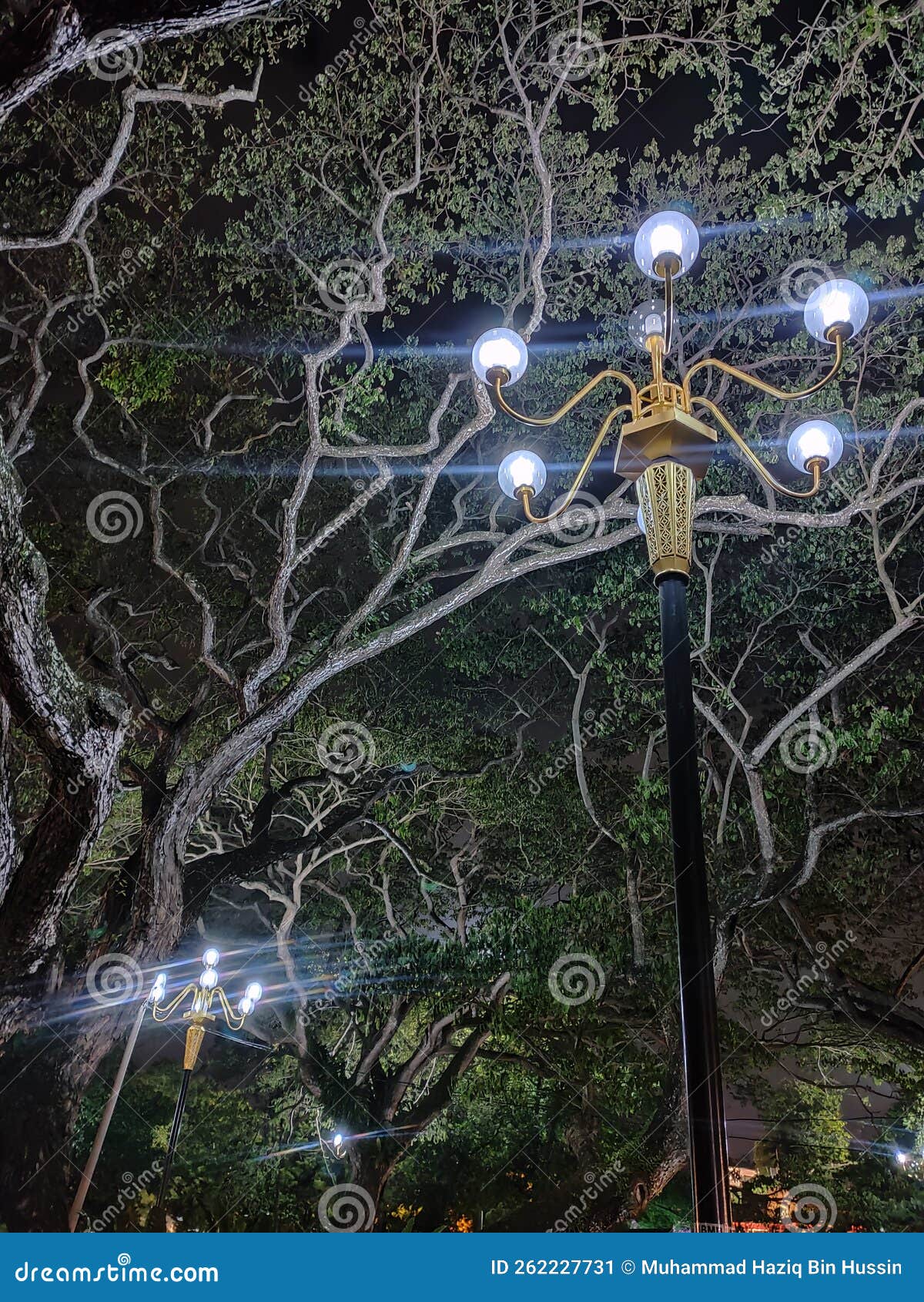 Big Tree in a Park at Night with Street Lights Stock Image - Image of ...