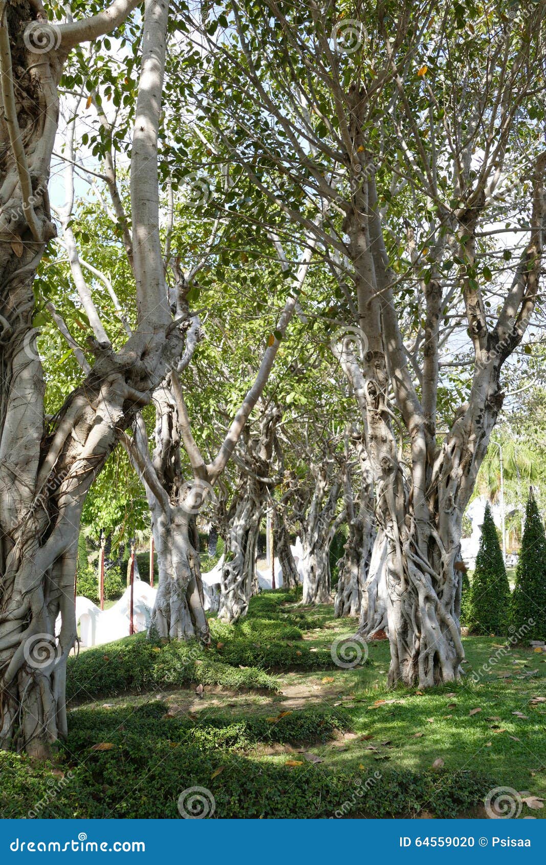 Big tree in the park stock photo. Image of serene, bark - 64559020