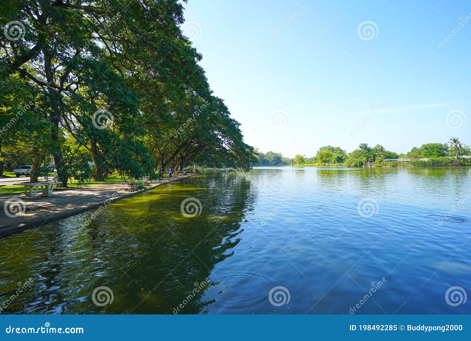 Big Tree in Park and Shadow in Water Wide Angle View Stock Image ...