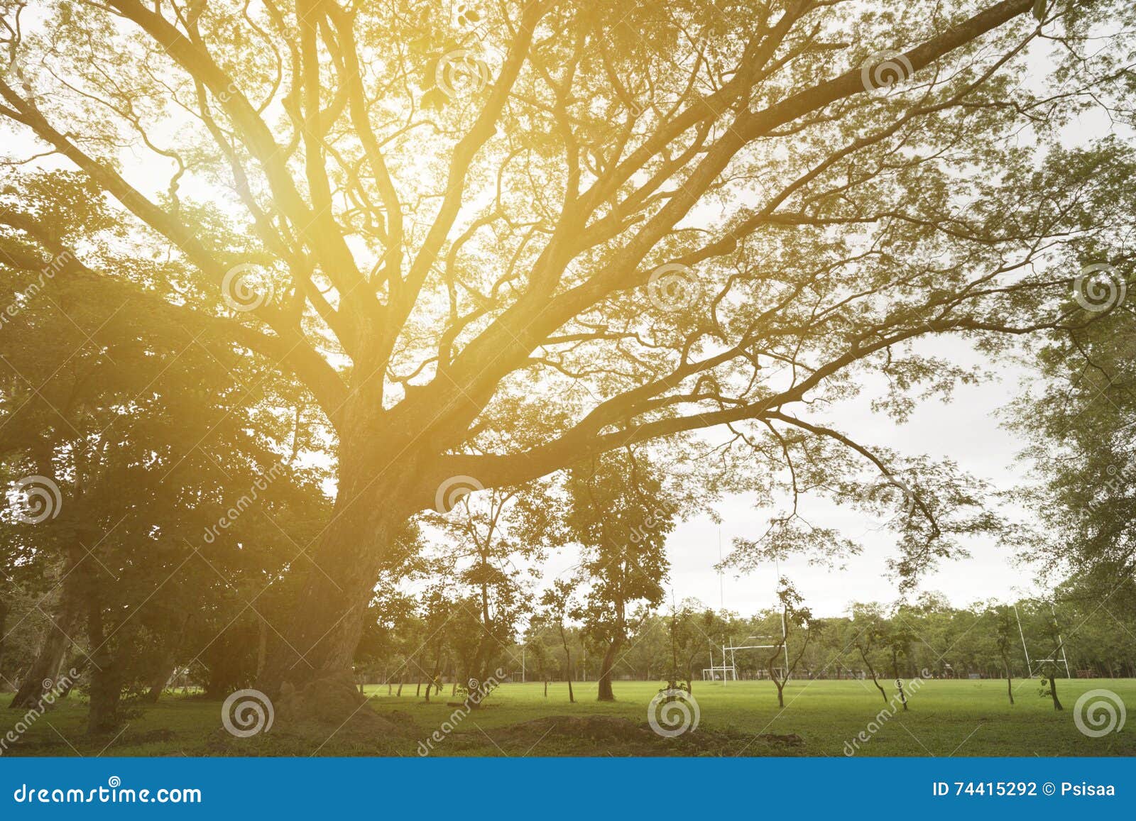 Big Tree in Park with Sunlight Background Stock Photo - Image of ...