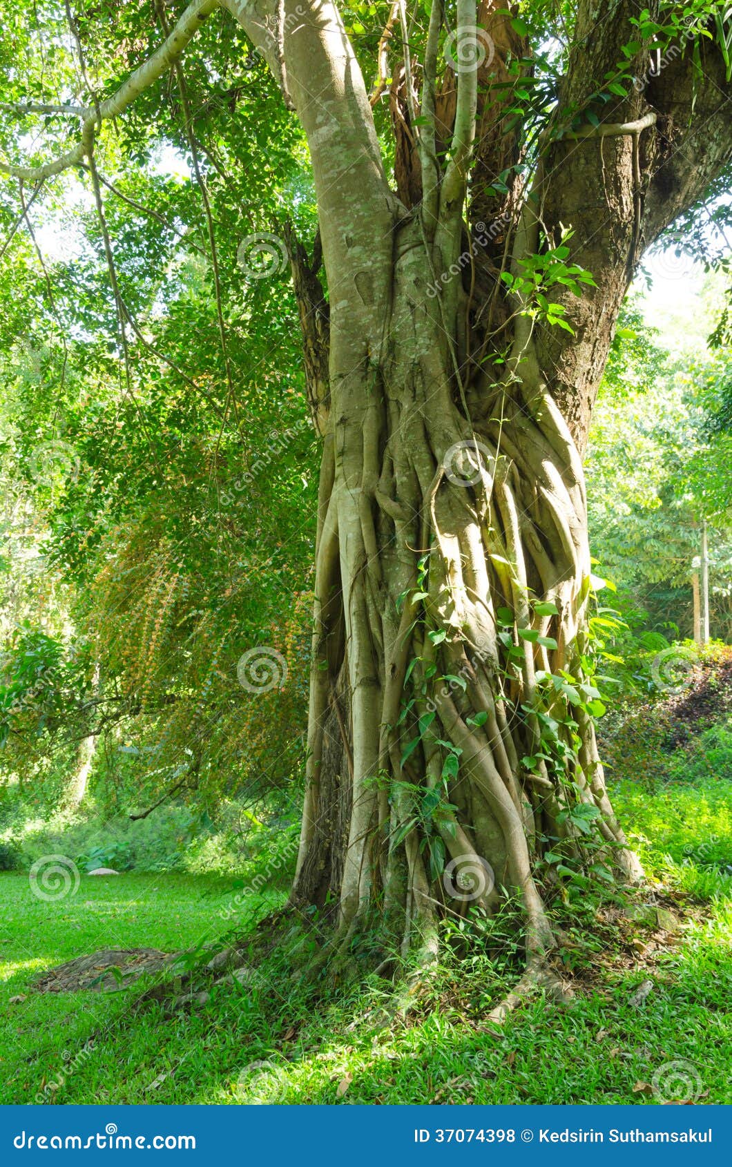 Big tree in park Thailand stock photo. Image of huge - 37074398