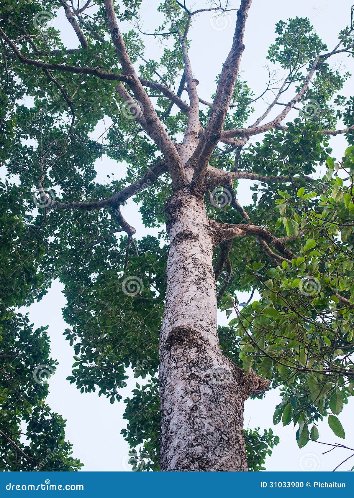 Big tree stock photo. Image of giant, forest, flare, park - 31033900