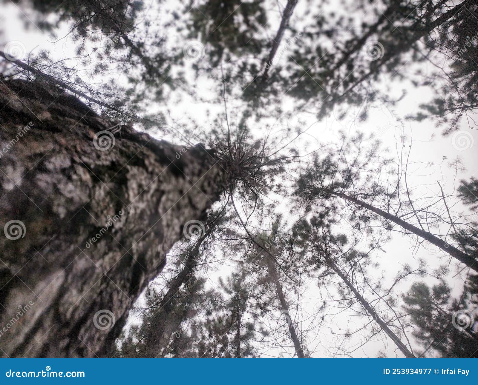 Big Tree, Picture Taken from Below Stock Image - Image of flower, snow ...