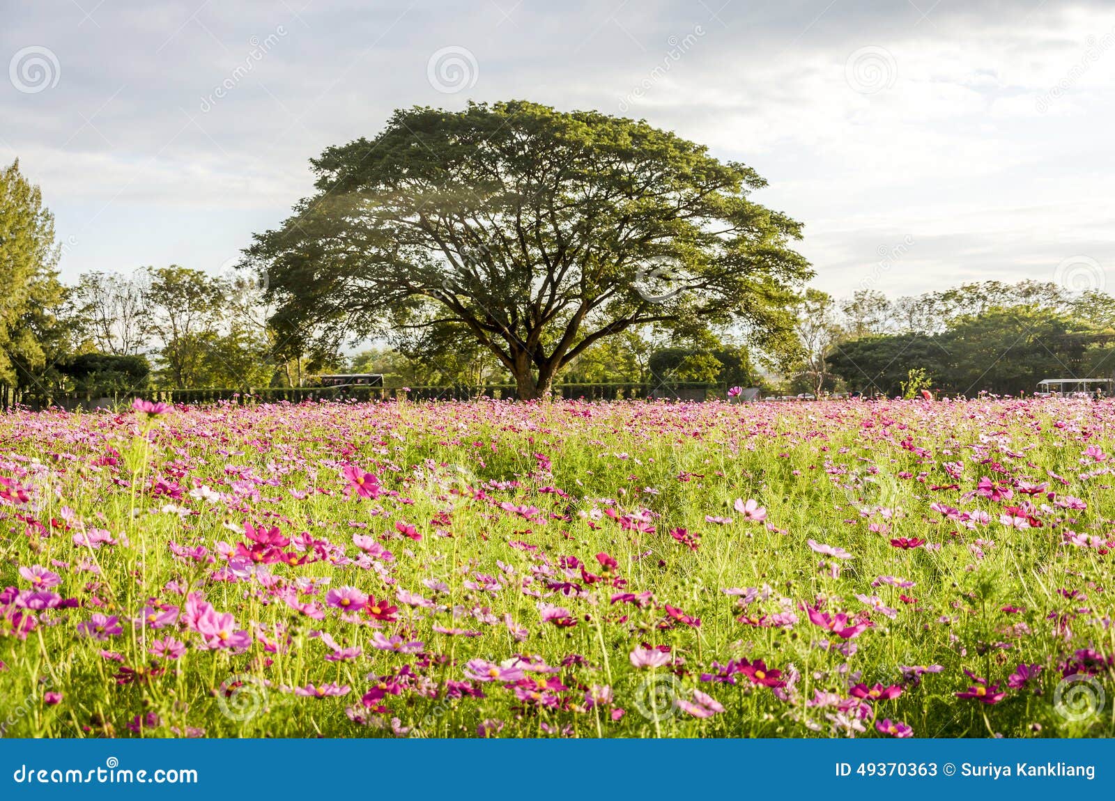 Big tree in pink field stock image. Image of spring, flower - 49370363
