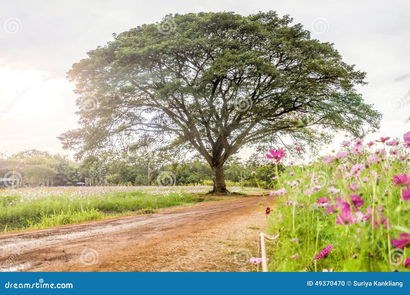 Big tree in pink field stock photo. Image of field, green - 49370470