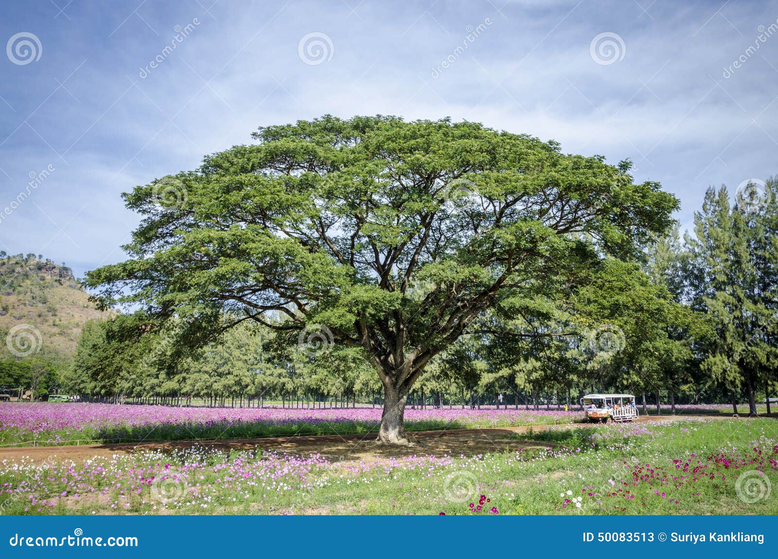 Big tree in pink field stock image. Image of landscape - 50083513