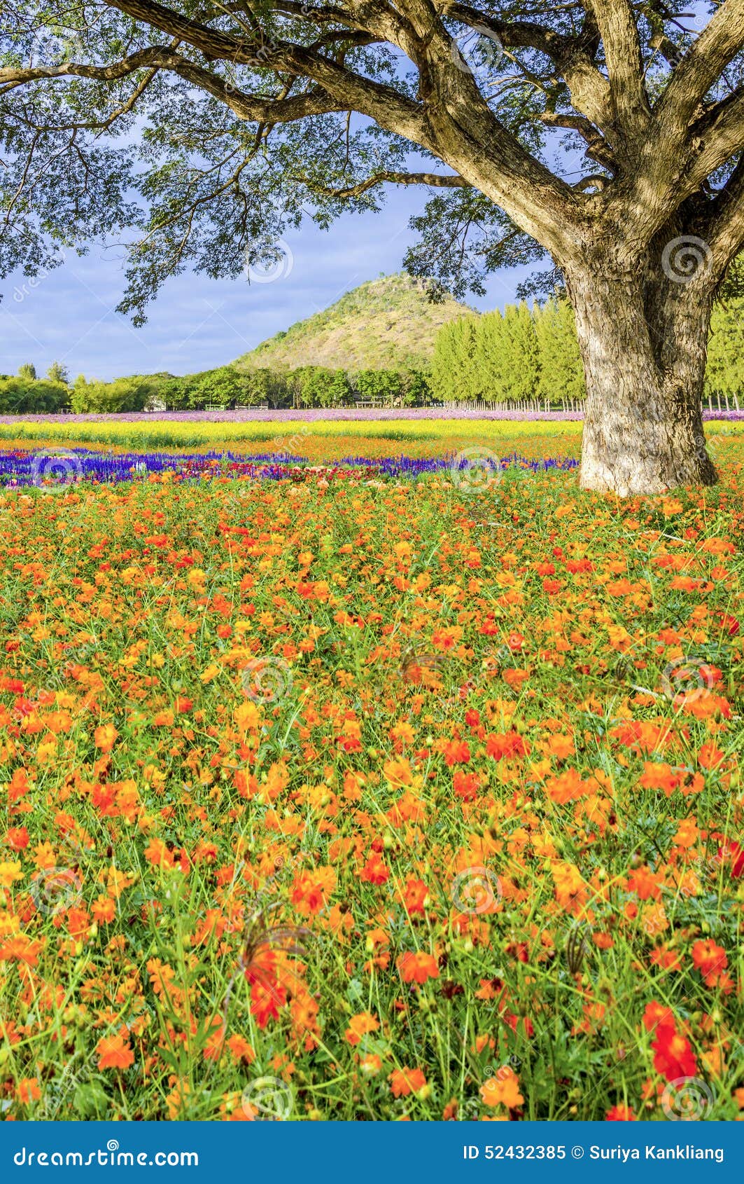 Big tree in pink field stock image. Image of nature, landscape - 52432385