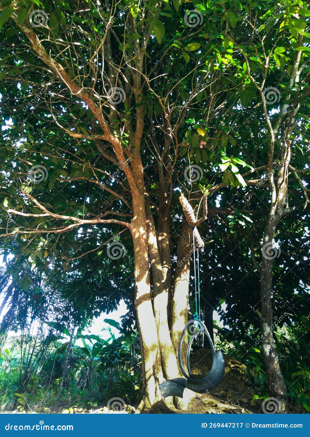 Big tree and play swing stock image. Image of forest - 269447217