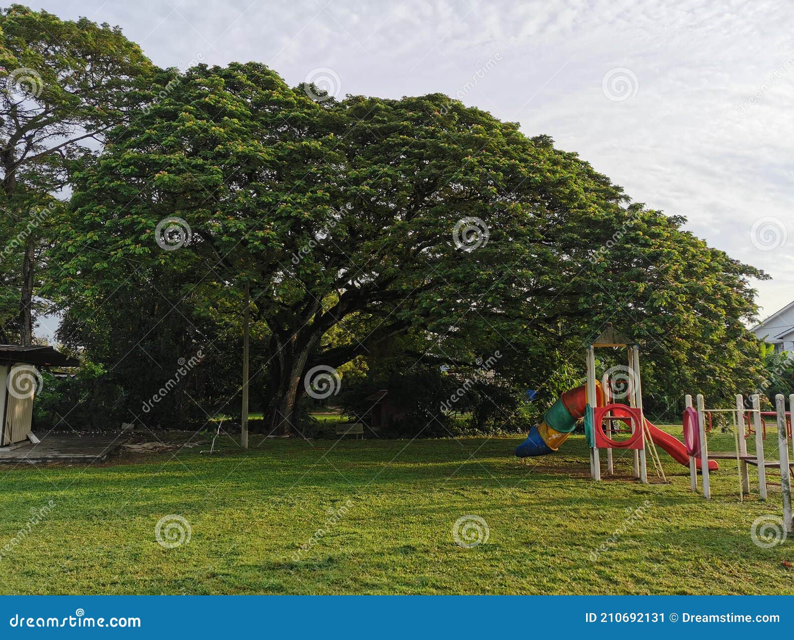 Big tree playground sunset stock image. Image of autumn - 210692131