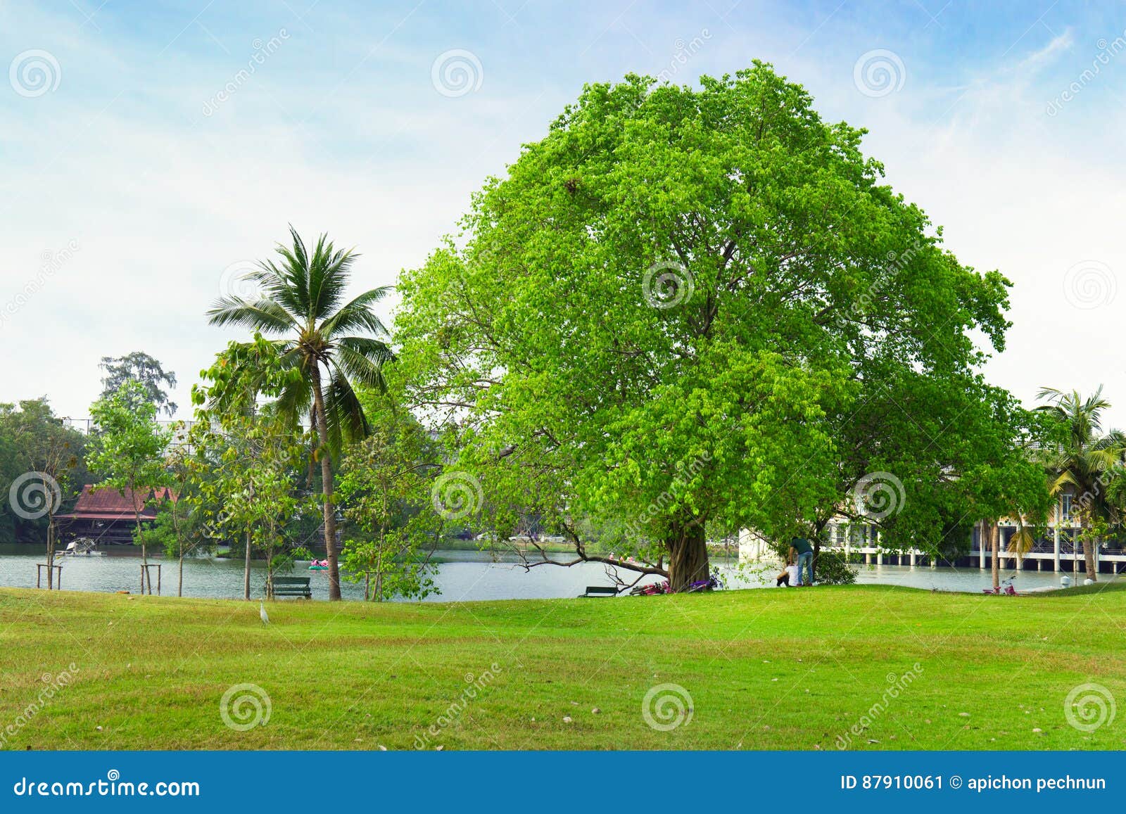 The Big Tree in Public Park Stock Image - Image of grass, public: 87910061
