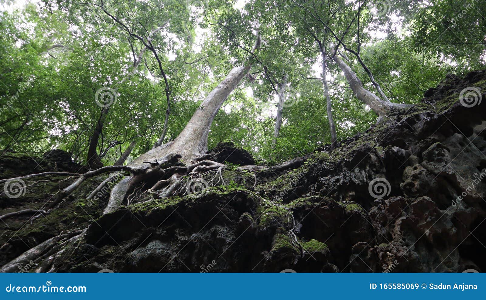 Big Tree a Rain Forest. Not Editing Stock Image - Image of rain, forest ...