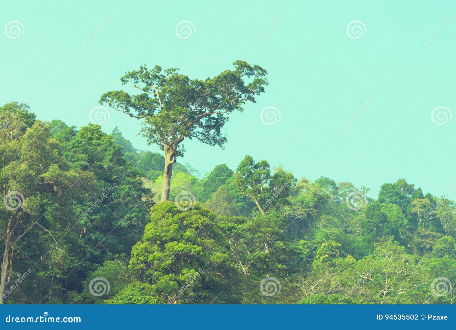 Big Tree in the Rain Forest on the Sky Background Stock Photo - Image ...