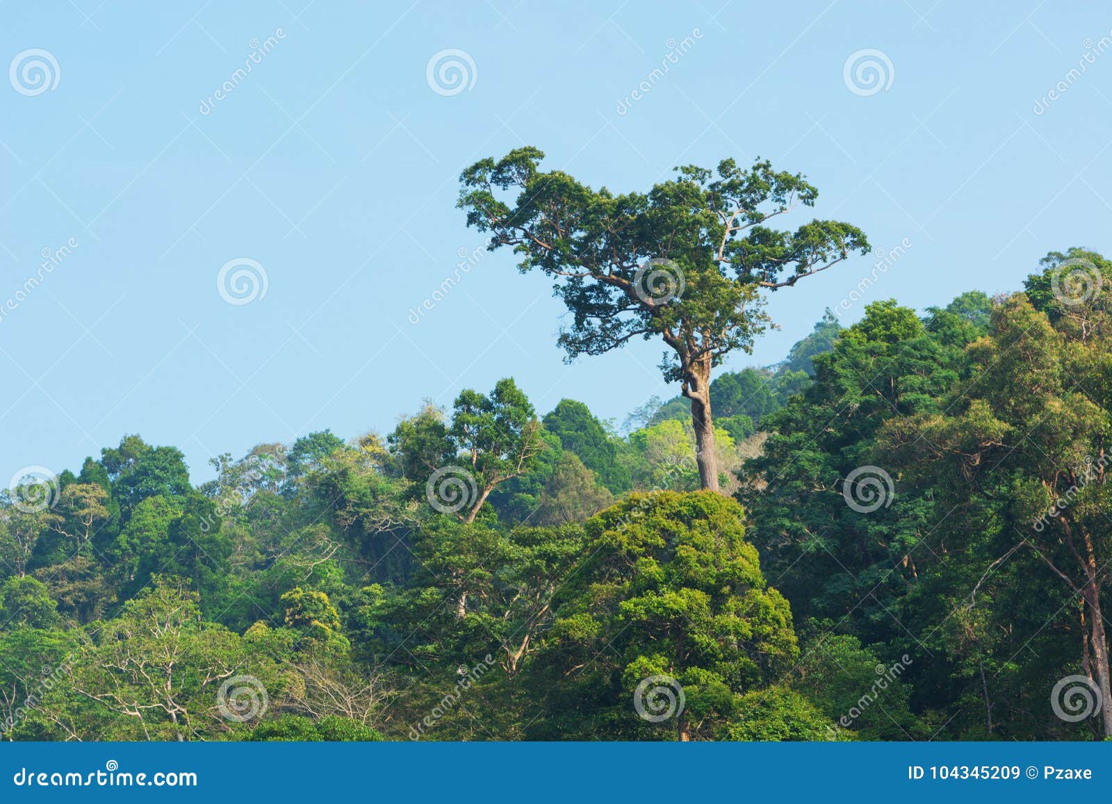 Big Tree in the Rain Forest on the Sky Background Stock Image - Image ...