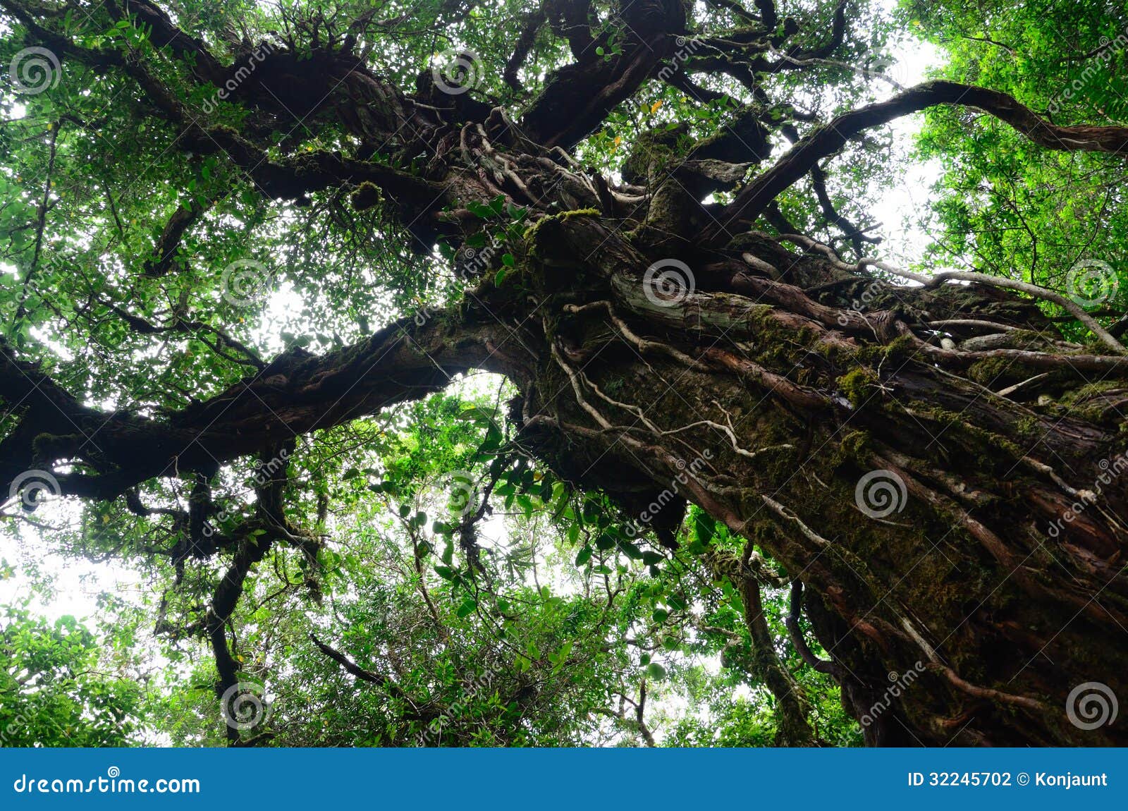 Big tree in rain forest stock photo. Image of america - 32245702