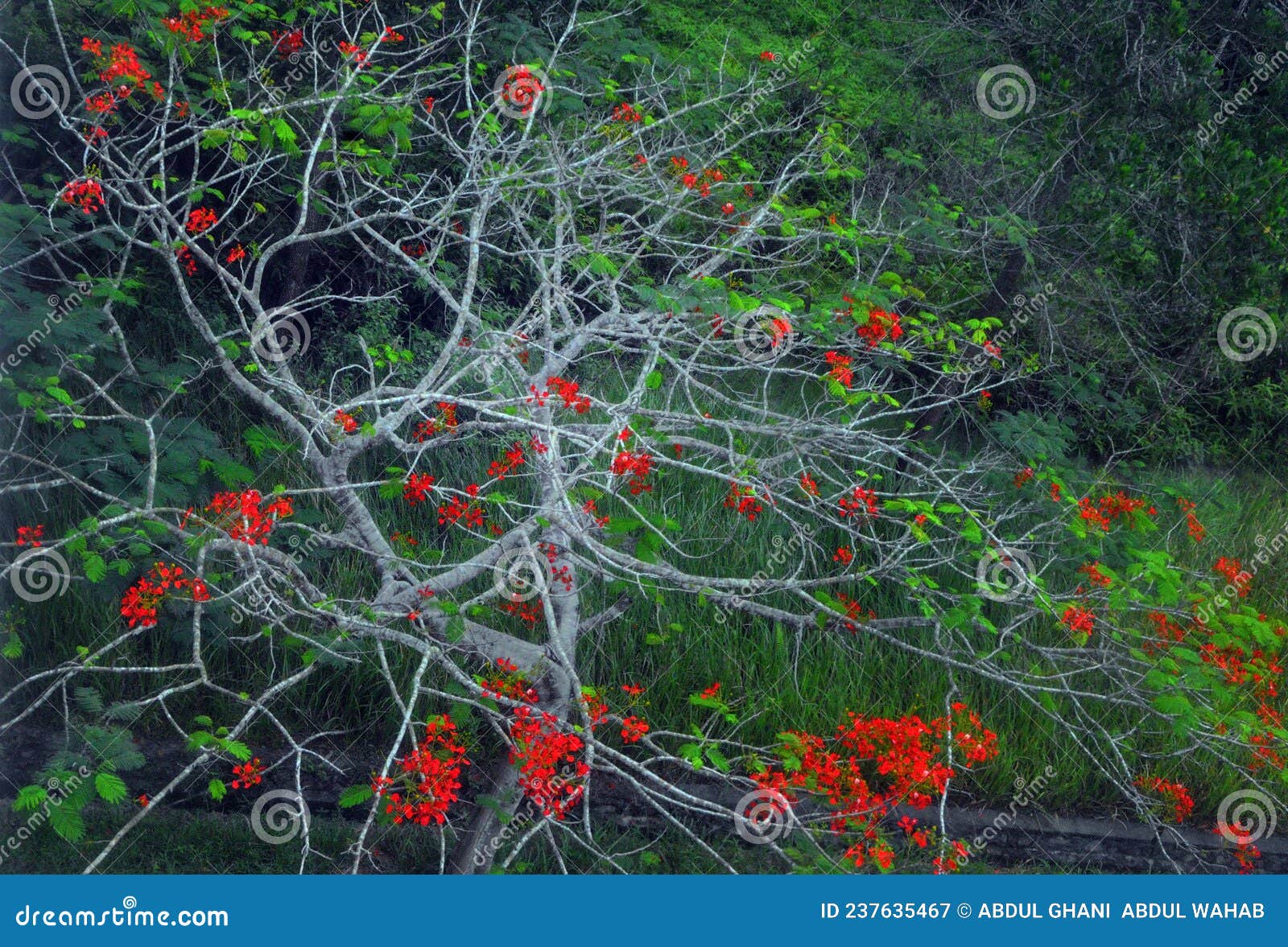 Big Tree with Red Flower stock image. Image of leaf - 237635467