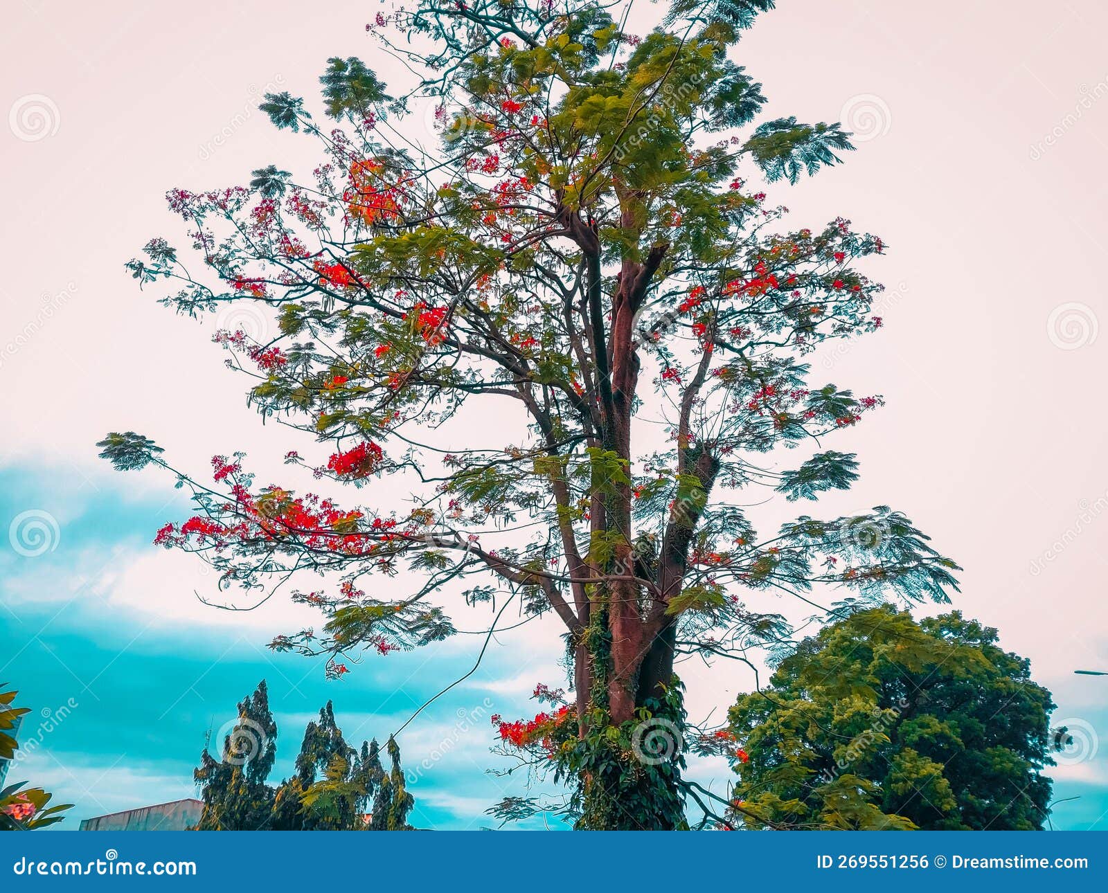 Big Tree with Red and Green Stock Photo - Image of large, horizon ...