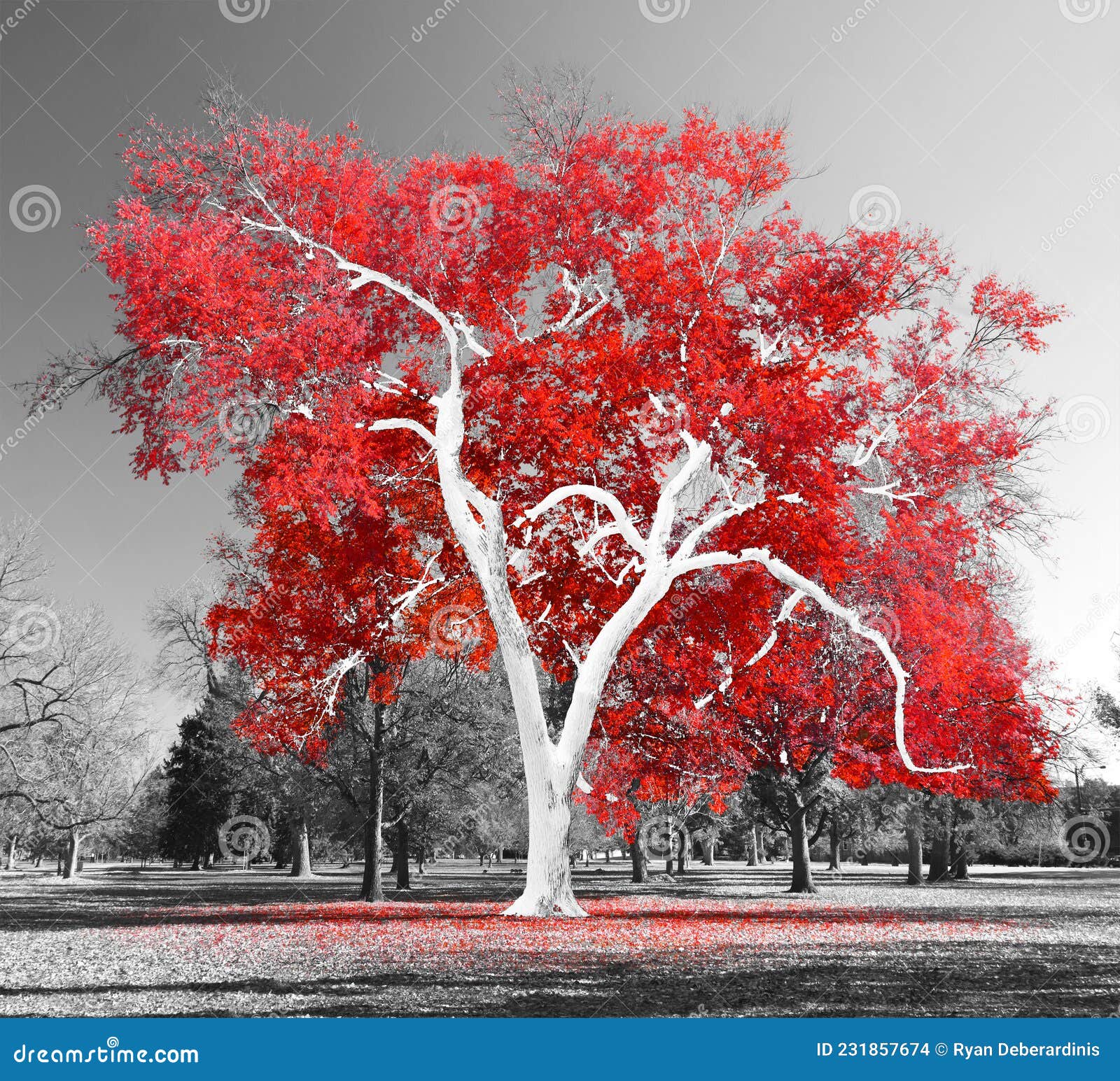 Big Tree with Red Leaves in a Black and White Landscape Scene Stock ...