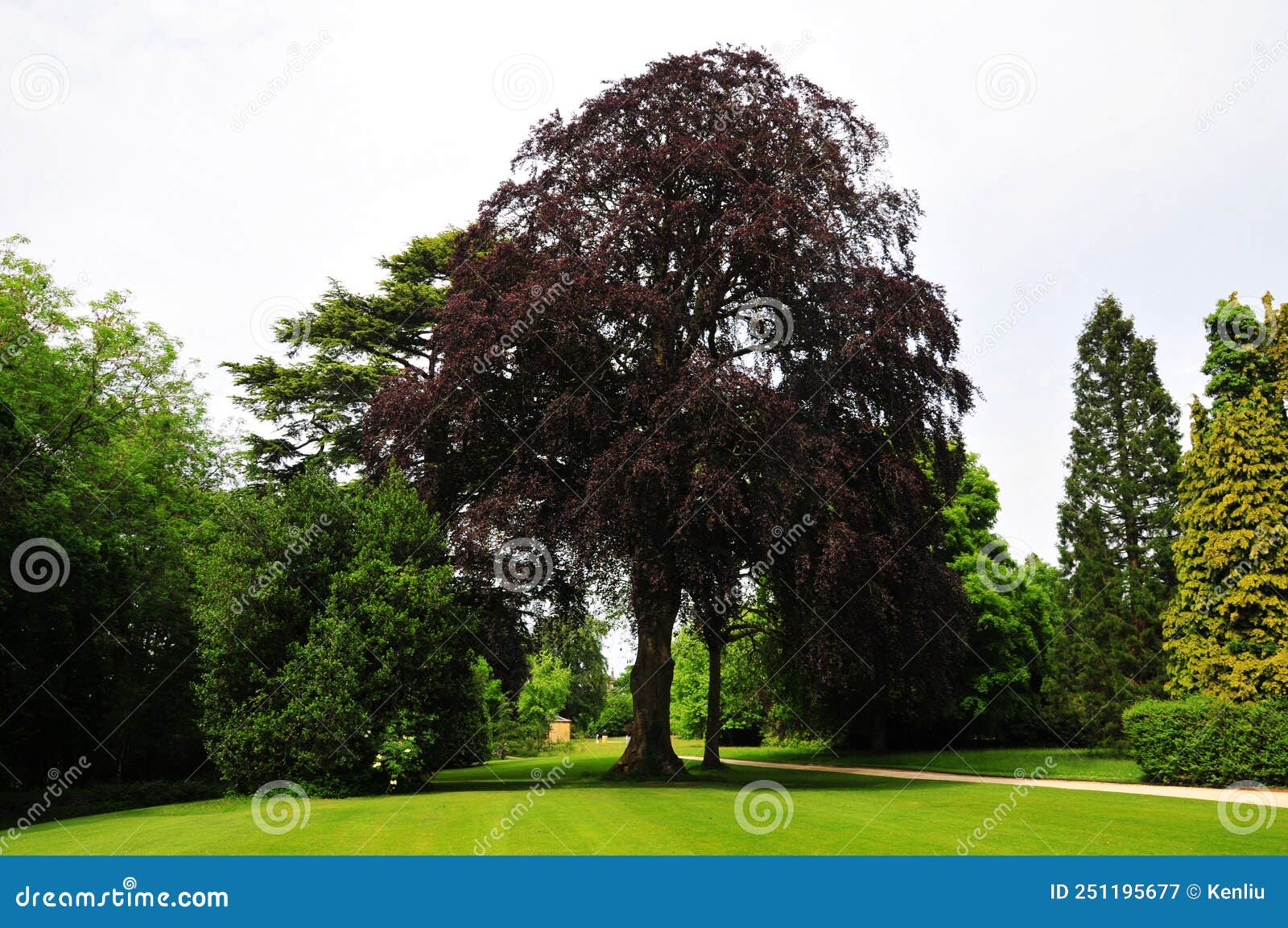 A Big Tree with Red Leaves in the Garden Stock Image - Image of ...