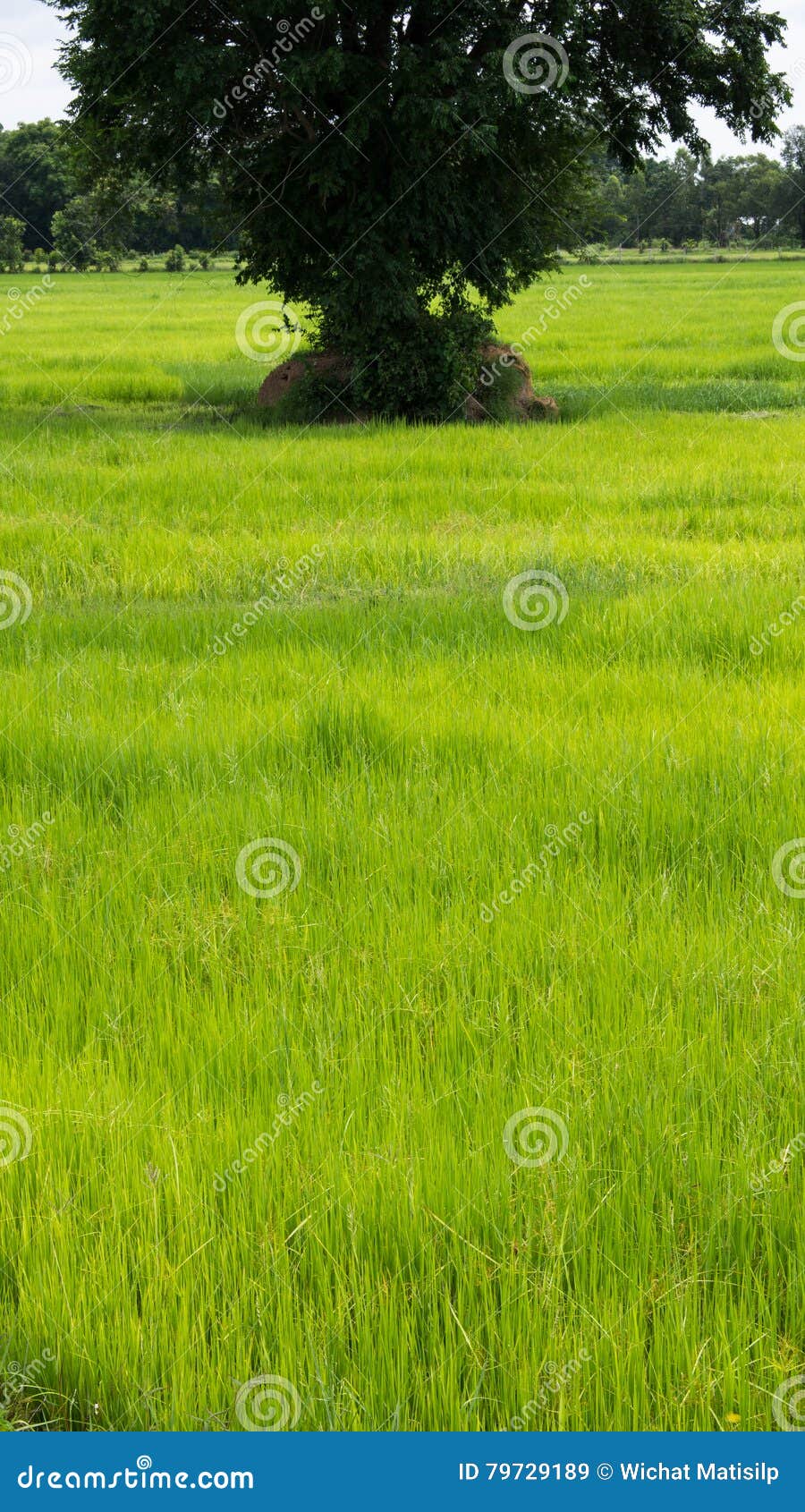Big Tree in the Rice stock image. Image of asian, forest - 79729189