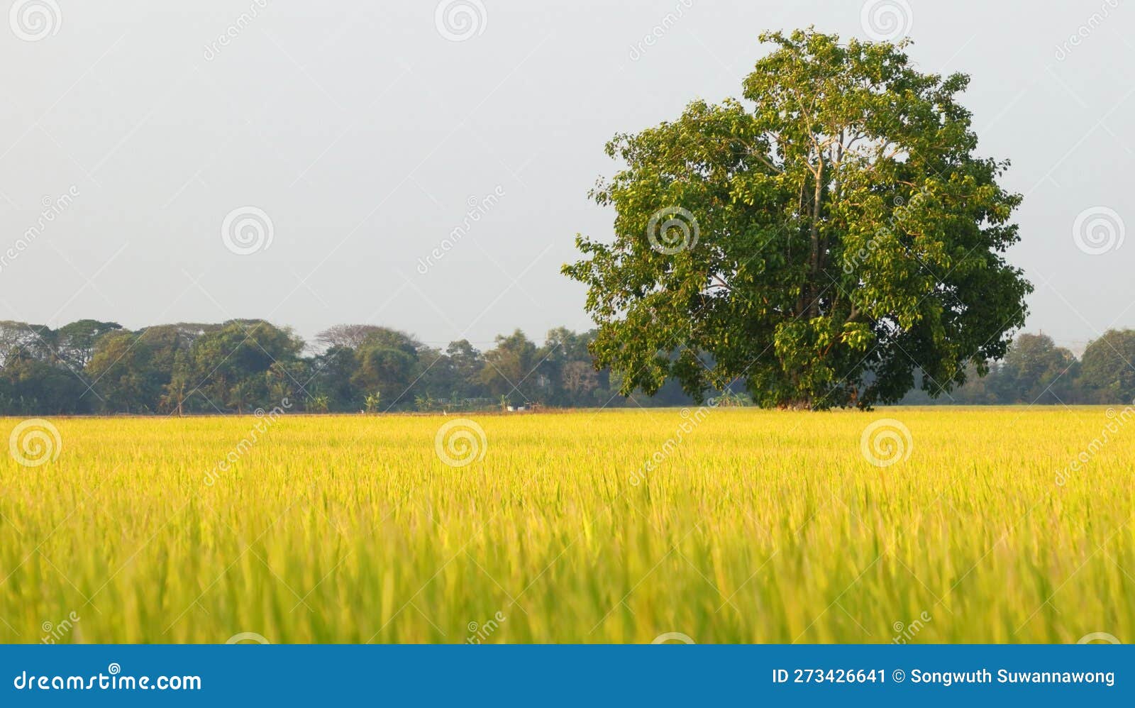 Big Tree in Rice Field on White Background Stock Image - Image of tree ...