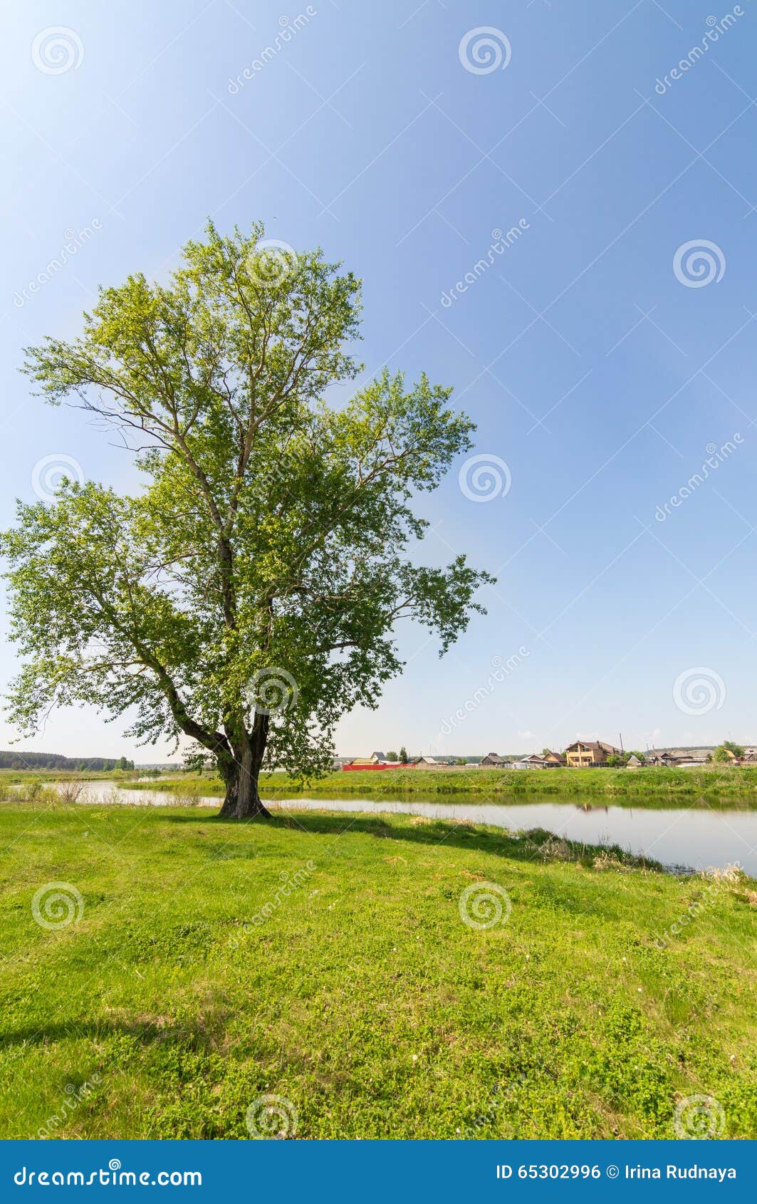 Big Tree on River Bank in Summer, Stock Photo - Image of stream, grass ...