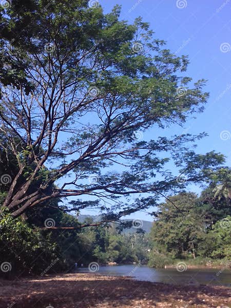 A big tree with a river stock image. Image of pure, water - 115537135