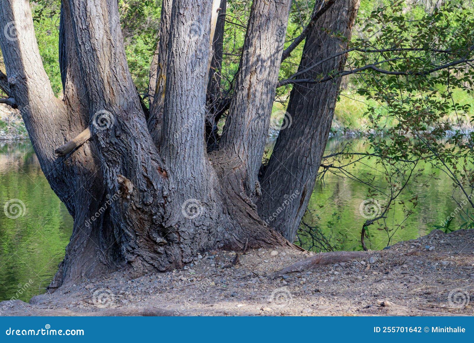 A Big Tree on the Riverside Stock Photo - Image of trunk, stump: 255701642