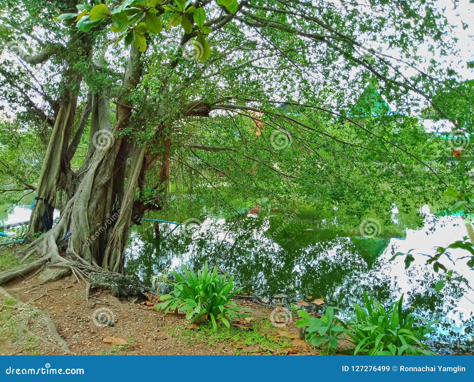 Big tree and river stock image. Image of park, nature - 127276499