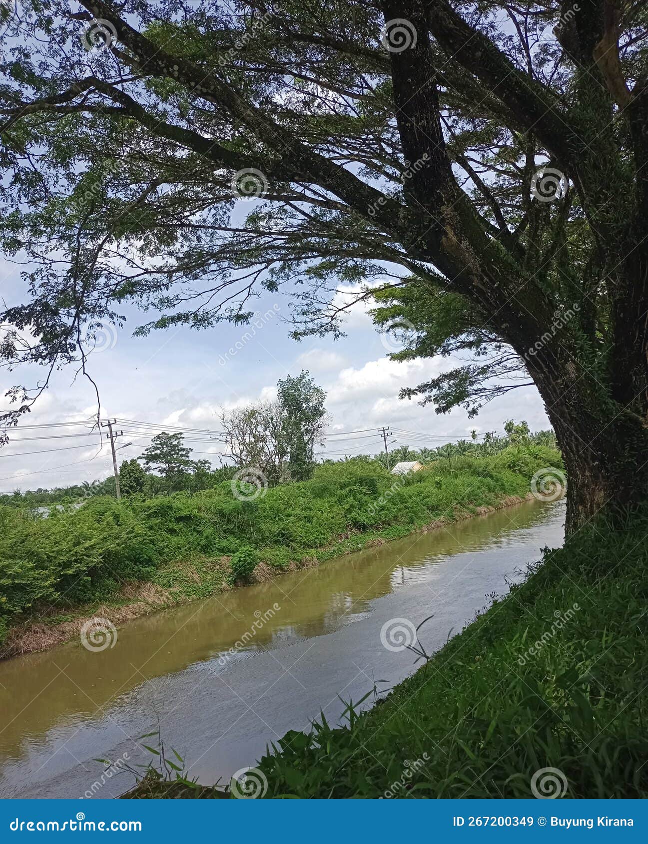 Big Tree beside Rivers stock image. Image of tree, forest - 267200349