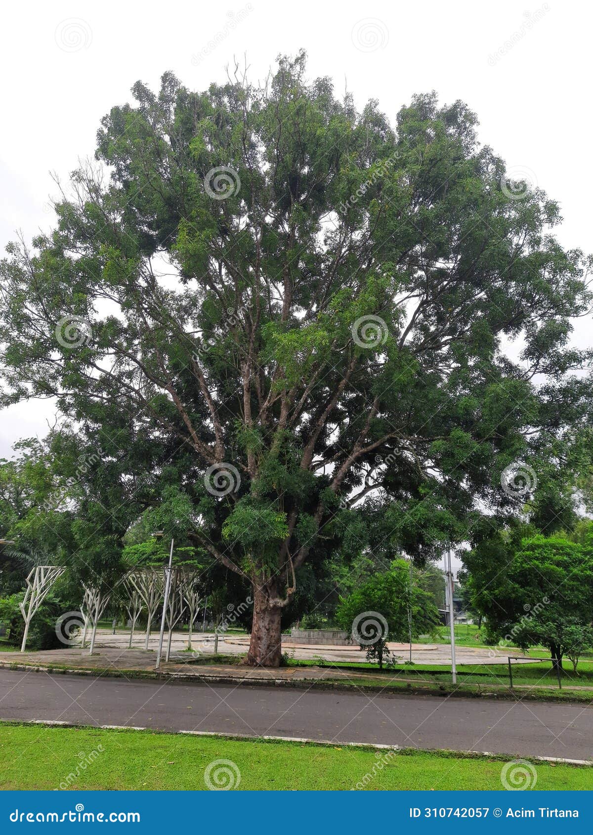 Big tree beside the road stock image. Image of color - 310742057