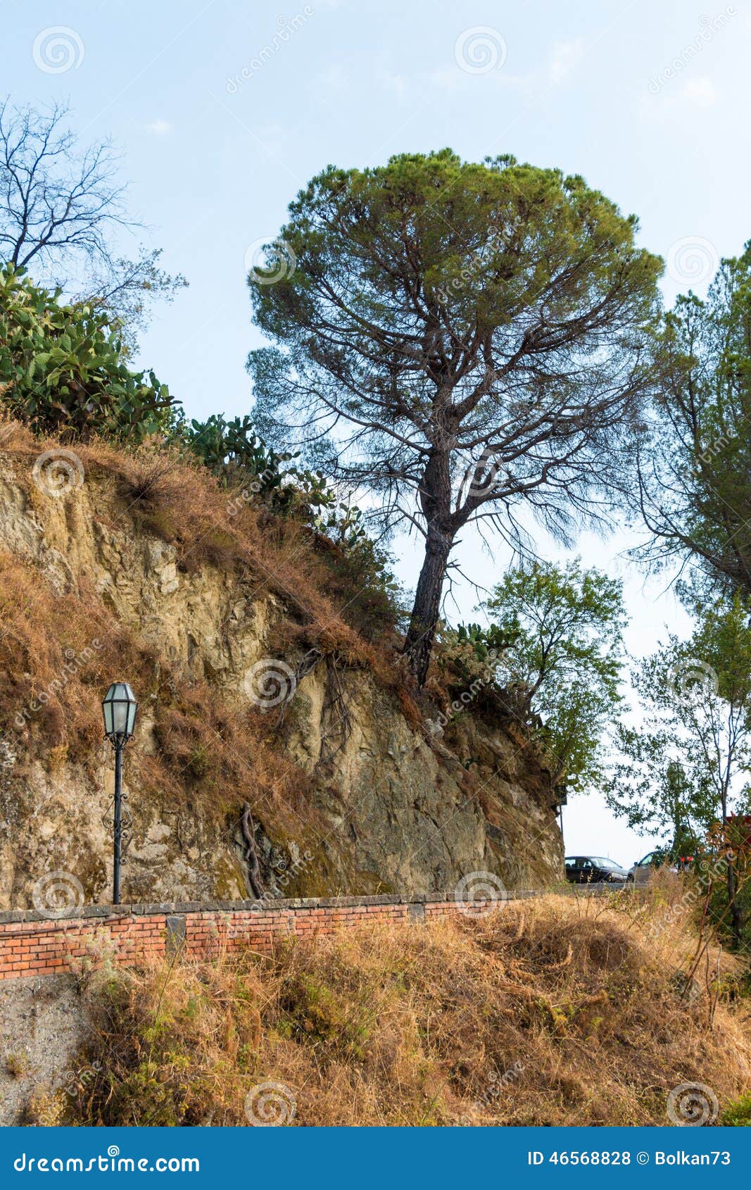 Big tree on a road stock photo. Image of leaf, lush, rural - 46568828