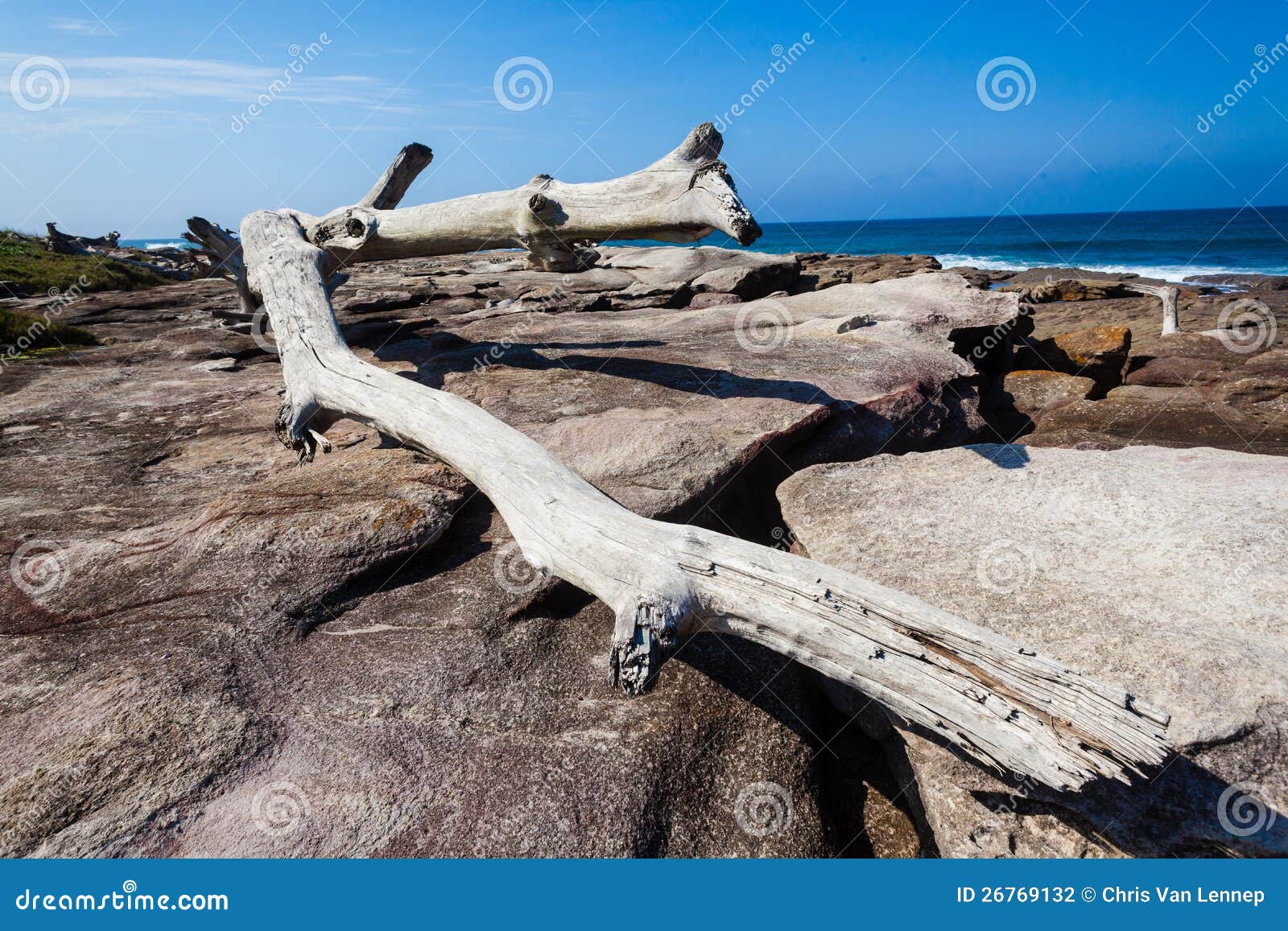 Big Tree Rocks Ocean stock photo. Image of planted, people - 26769132